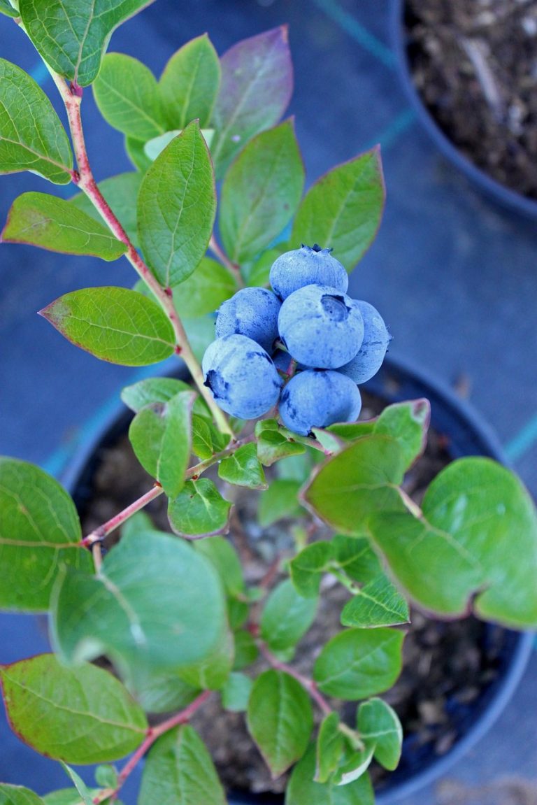 Genius Growing Blueberries in Pots Tips - Blooming Anomaly