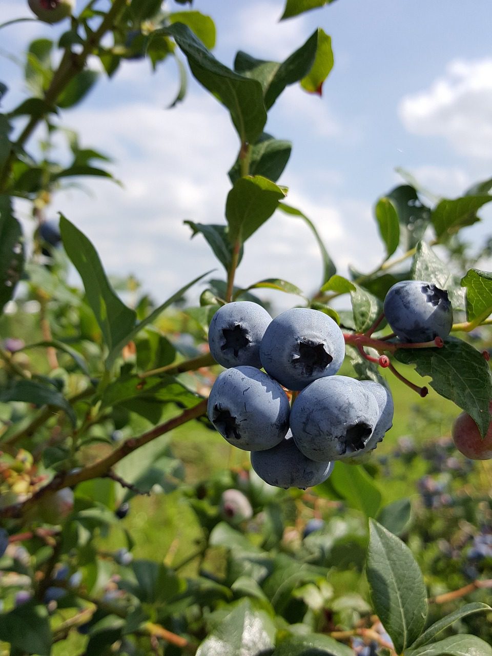 Genius Growing Blueberries in Pots Tips - Blooming Anomaly