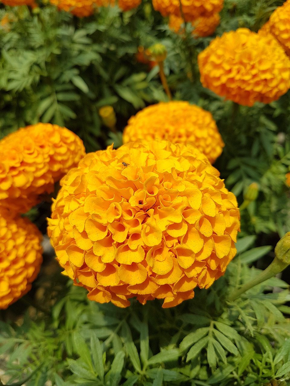 Growing Marigolds from Seed: Tips for a Beautiful Garden - Blooming Anomaly