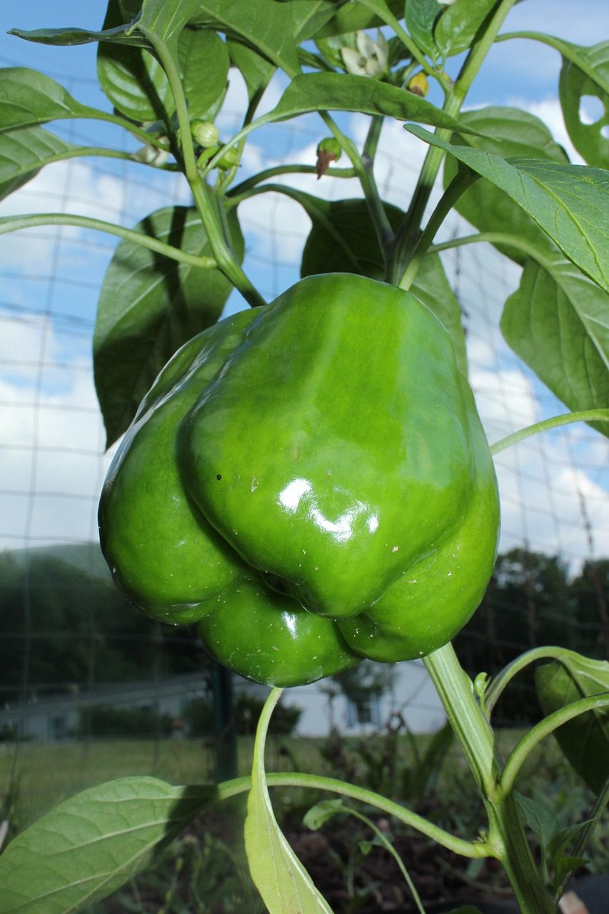 Growing Bell Peppers: Tips for a Bountiful Harvest - Blooming Anomaly
