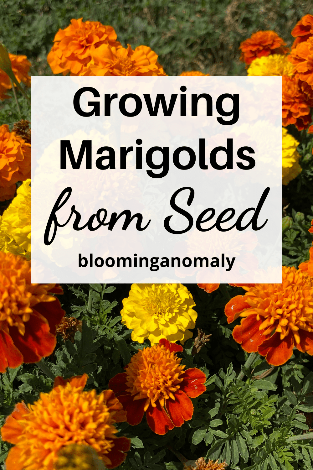Growing Marigolds from Seed: Tips for a Beautiful Garden - Blooming Anomaly