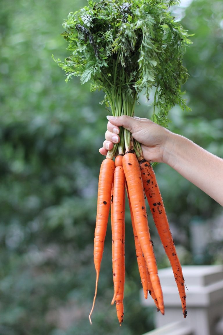 The Ultimate Guide to Growing Carrots - Blooming Anomaly