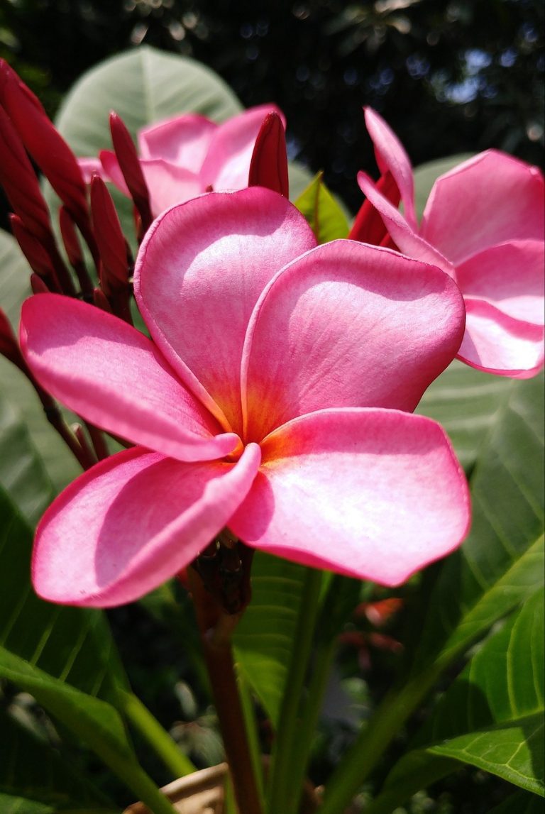 5 Popular Types of Plumeria Trees - Blooming Anomaly