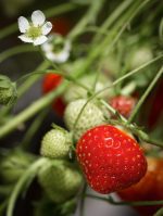Ultimate Strawberry Companion Plant Guide - Blooming Anomaly