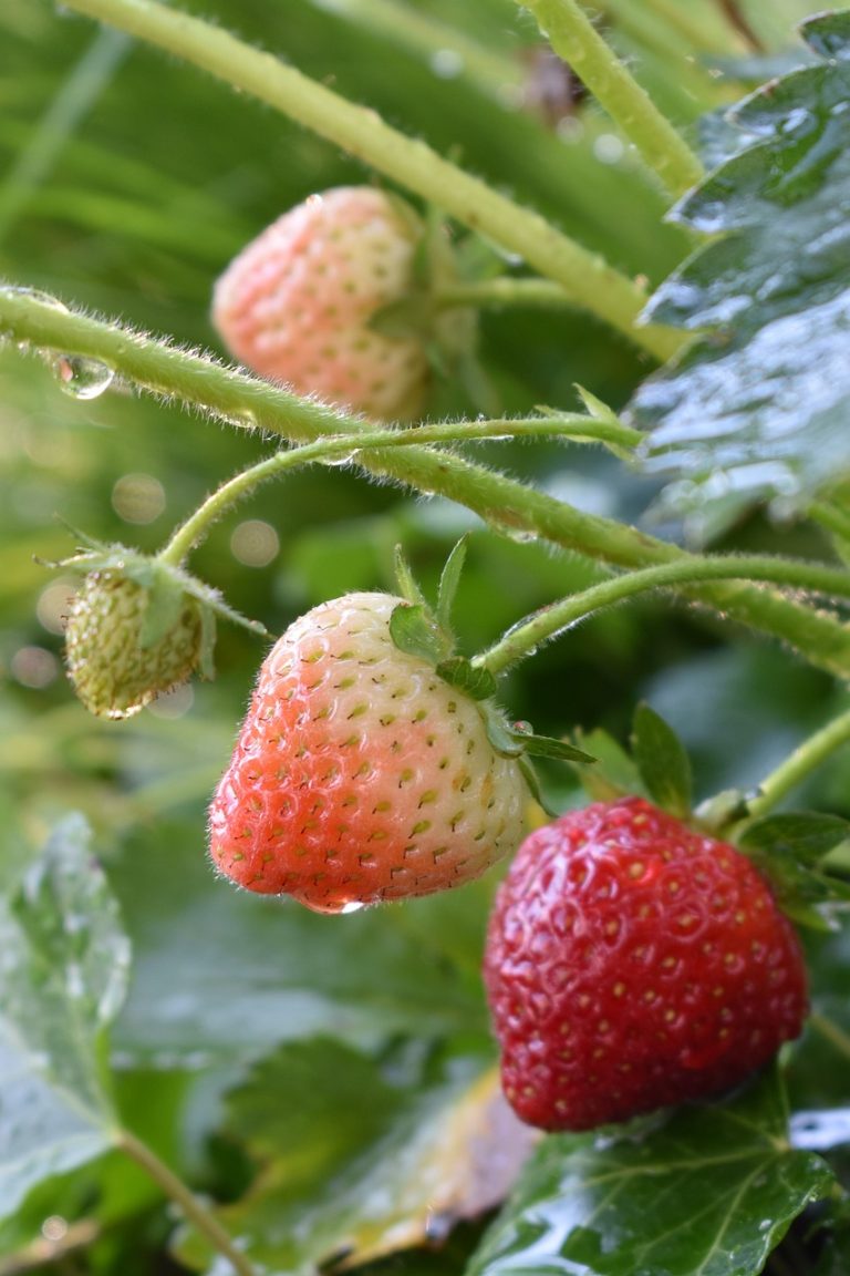 Ultimate Strawberry Companion Plant Guide - Blooming Anomaly