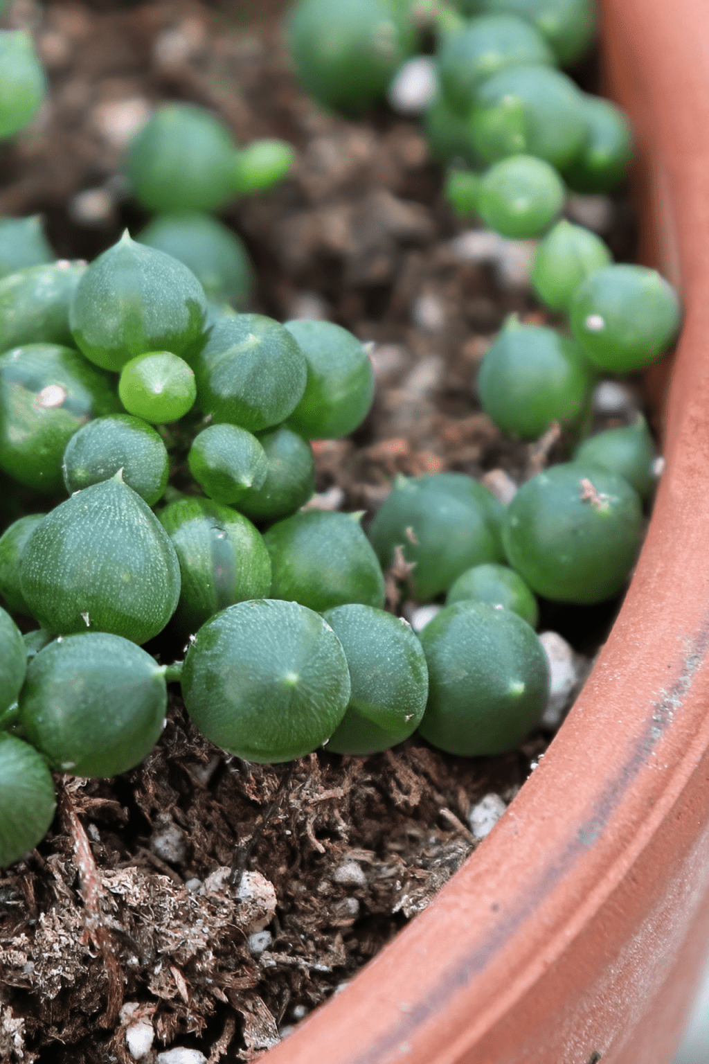 How to Easily Care for String of Pearls - Blooming Anomaly