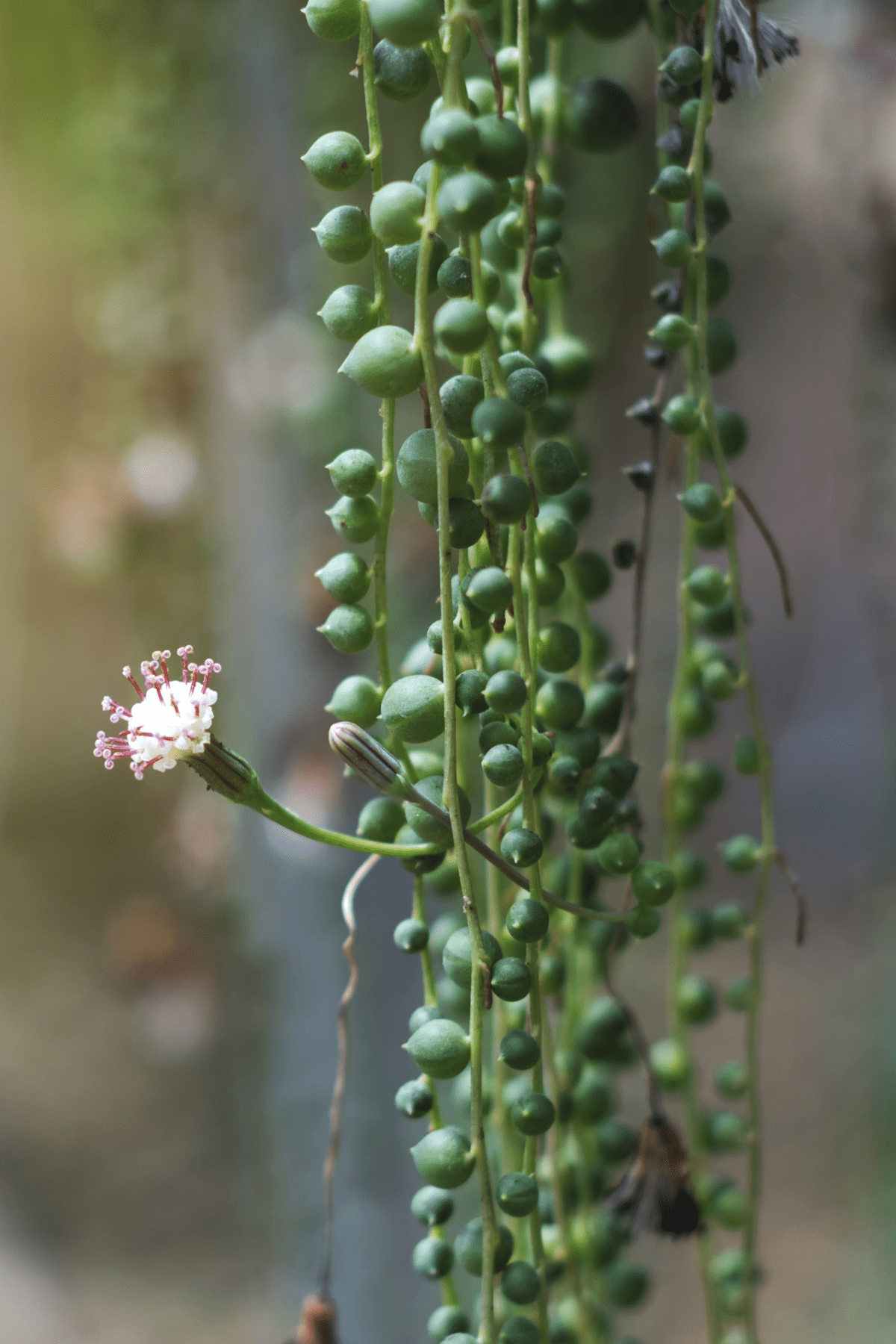 How to Easily Care for String of Pearls - Blooming Anomaly
