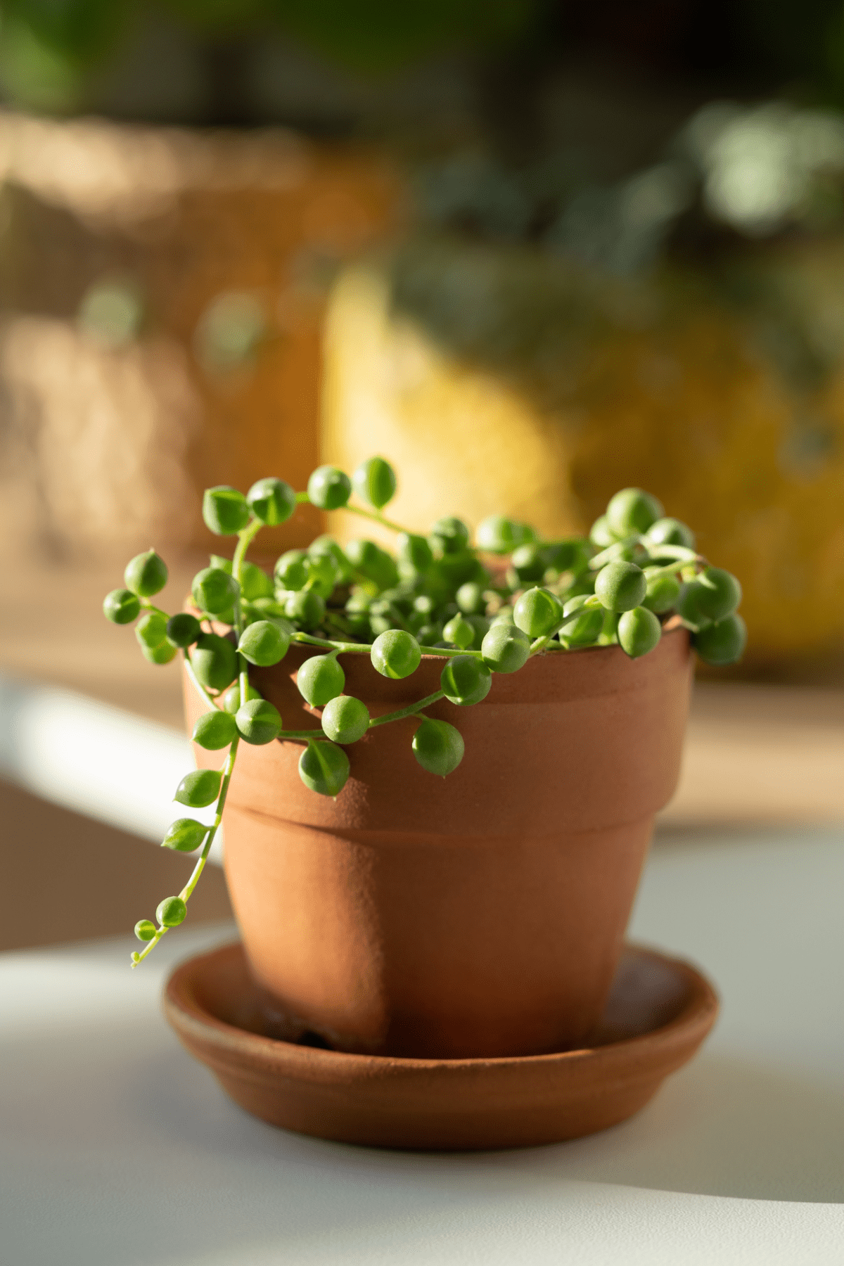 How to Easily Care for String of Pearls - Blooming Anomaly