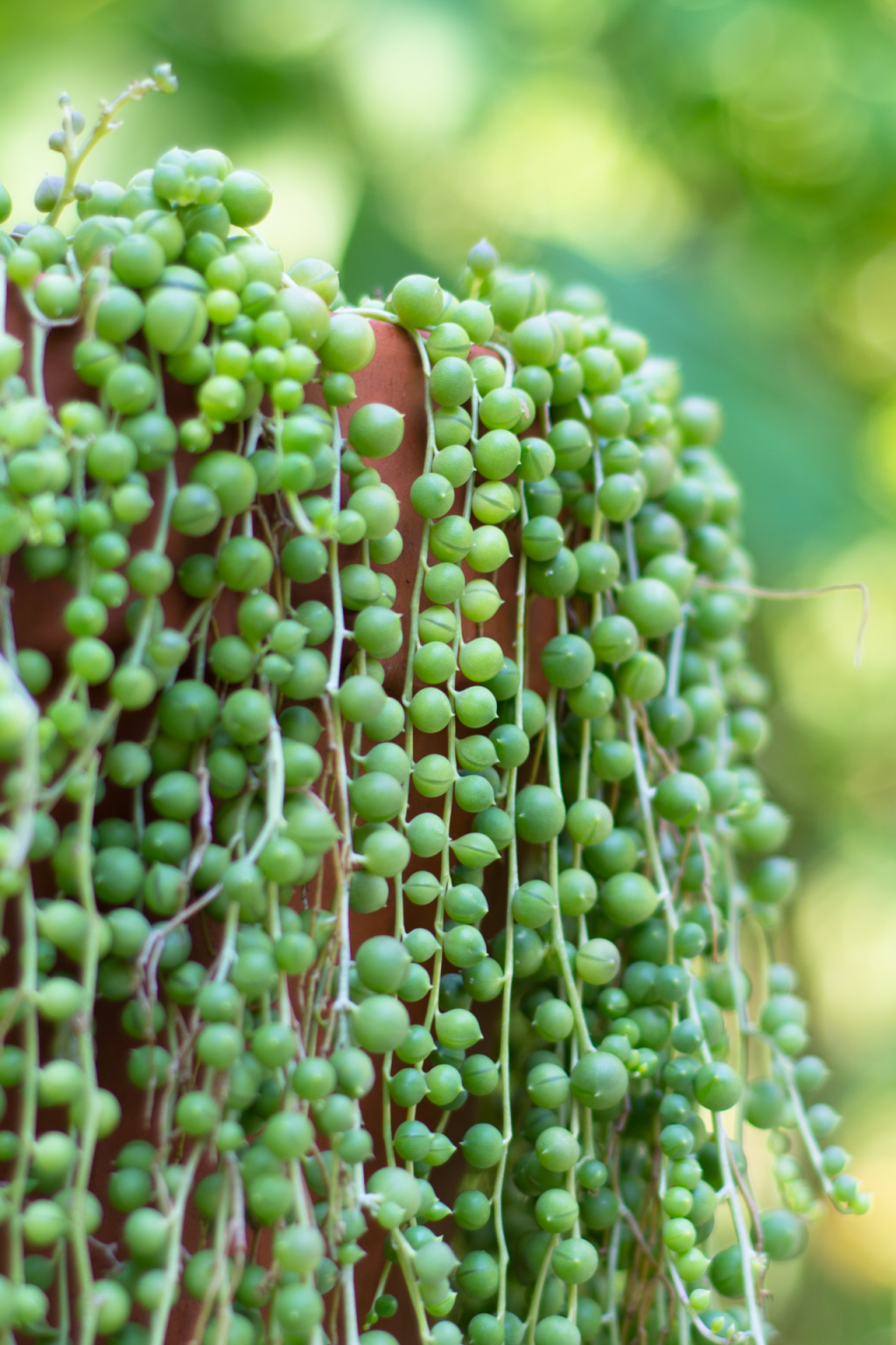 How to Easily Care for String of Pearls - Blooming Anomaly