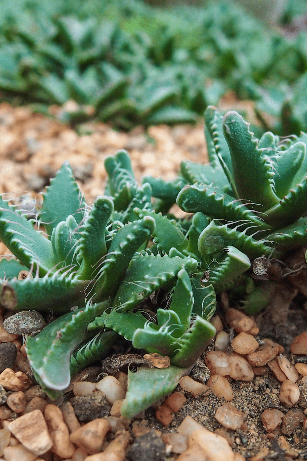 Tiger Jaws: A Guide to Growing and Caring for Them - Blooming Anomaly