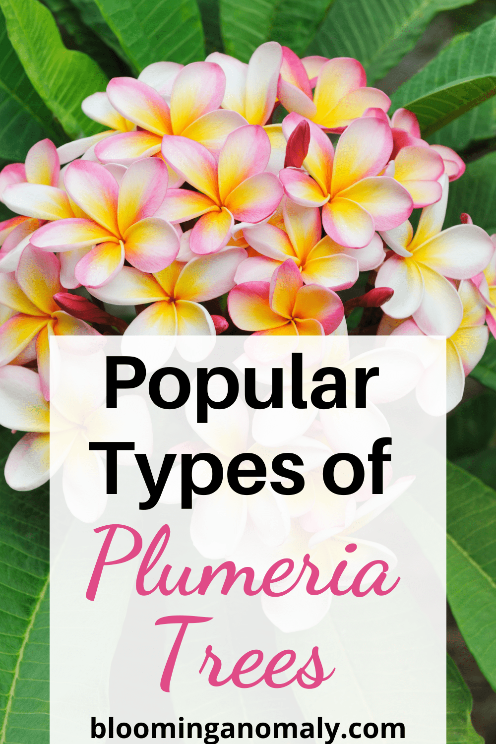5 Popular Types of Plumeria Trees - Blooming Anomaly