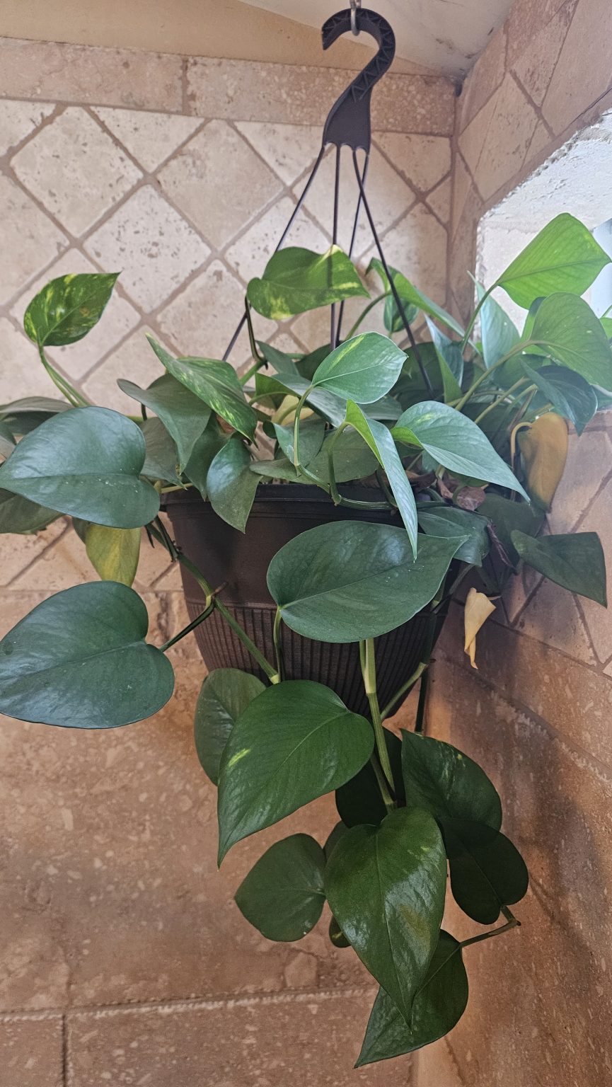 How to Easily Grow Pothos in Water - Blooming Anomaly