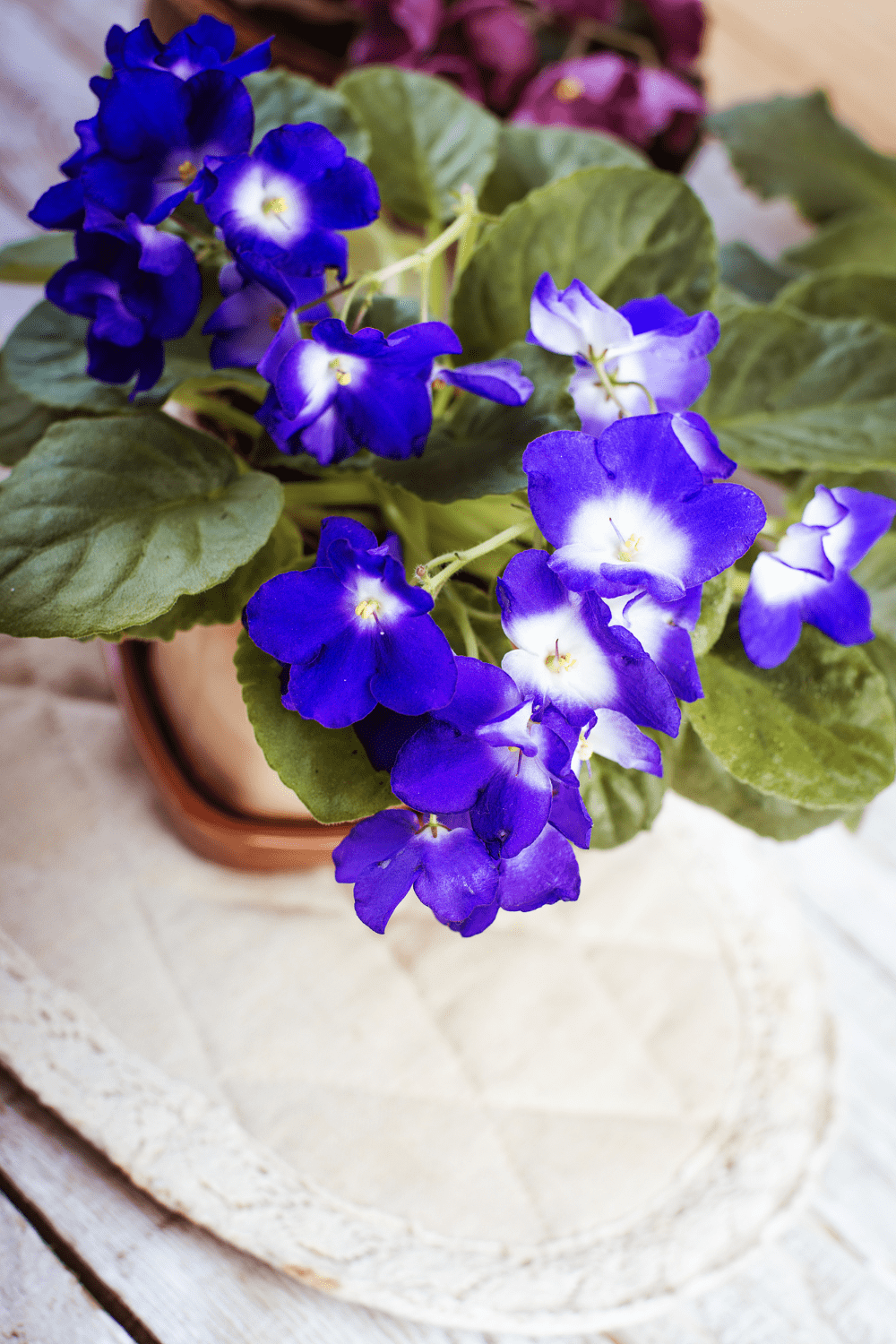 Repotting African Violets and More Easy Tips - Blooming Anomaly