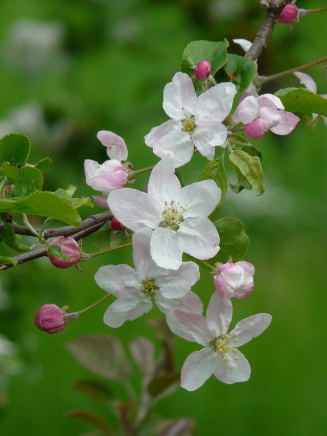 Simple Tips for Growing Apple Trees - Blooming Anomaly