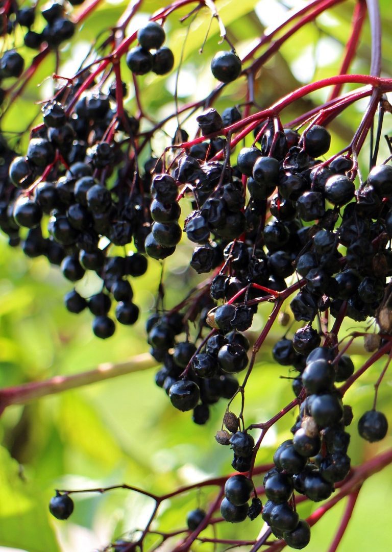 Savvy Ways of Growing Elderberry Plants - Blooming Anomaly