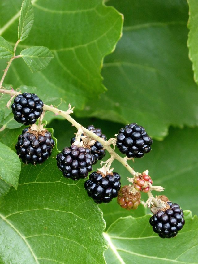 The Secret to Growing Blackberries: Unlocking Nature's Bounty ...