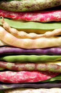 A Beginner's Guide to Growing Green Beans - Blooming Anomaly