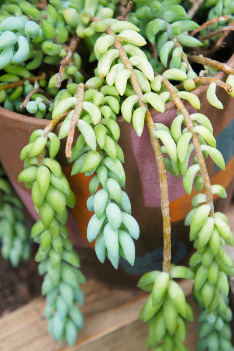 Detailed Donkey Tail Plant Care - Blooming Anomaly