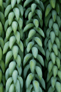 Detailed Donkey Tail Plant Care - Blooming Anomaly