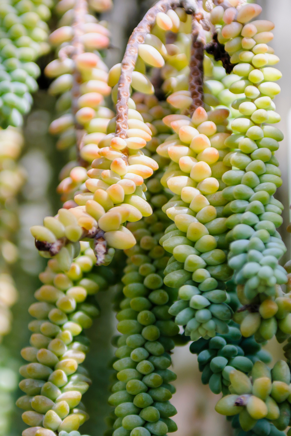 Detailed Donkey Tail Plant Care - Blooming Anomaly