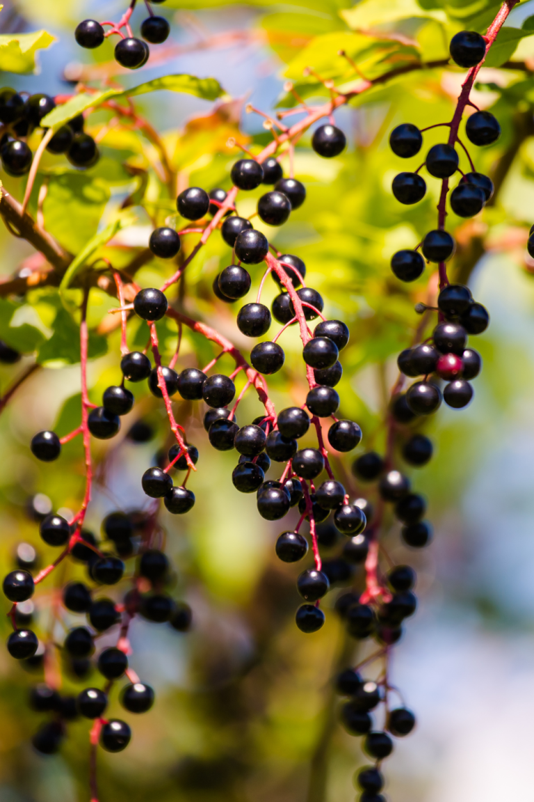 Savvy Ways of Growing Elderberry Plants - Blooming Anomaly