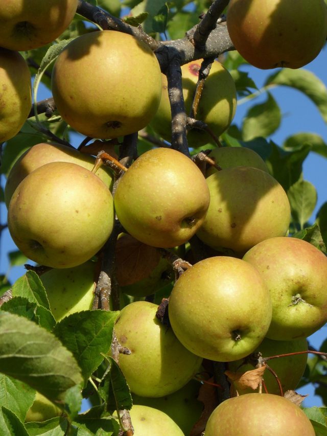 Simple Tips for Growing Apple Trees - Blooming Anomaly
