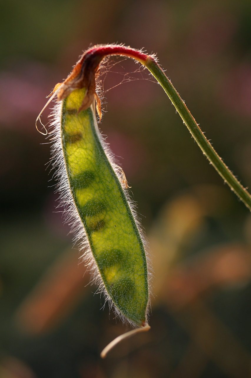 A Beginner's Guide to Growing Green Beans - Blooming Anomaly