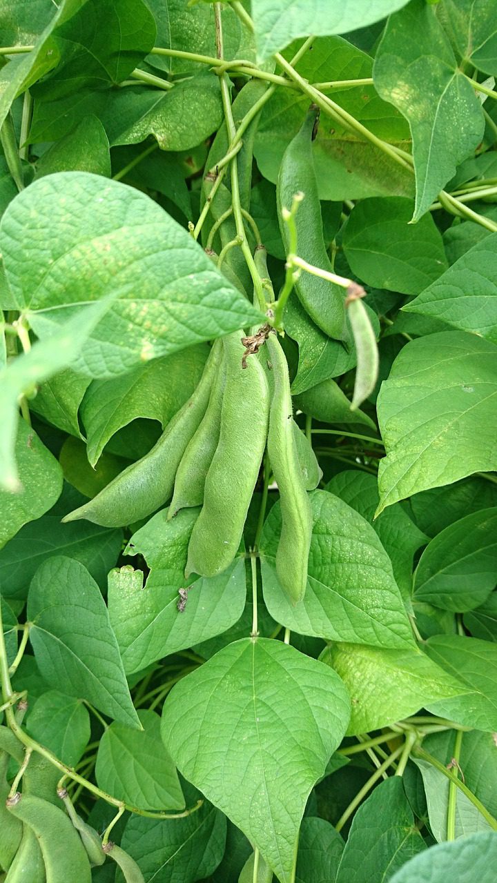 A Beginner's Guide to Growing Green Beans - Blooming Anomaly