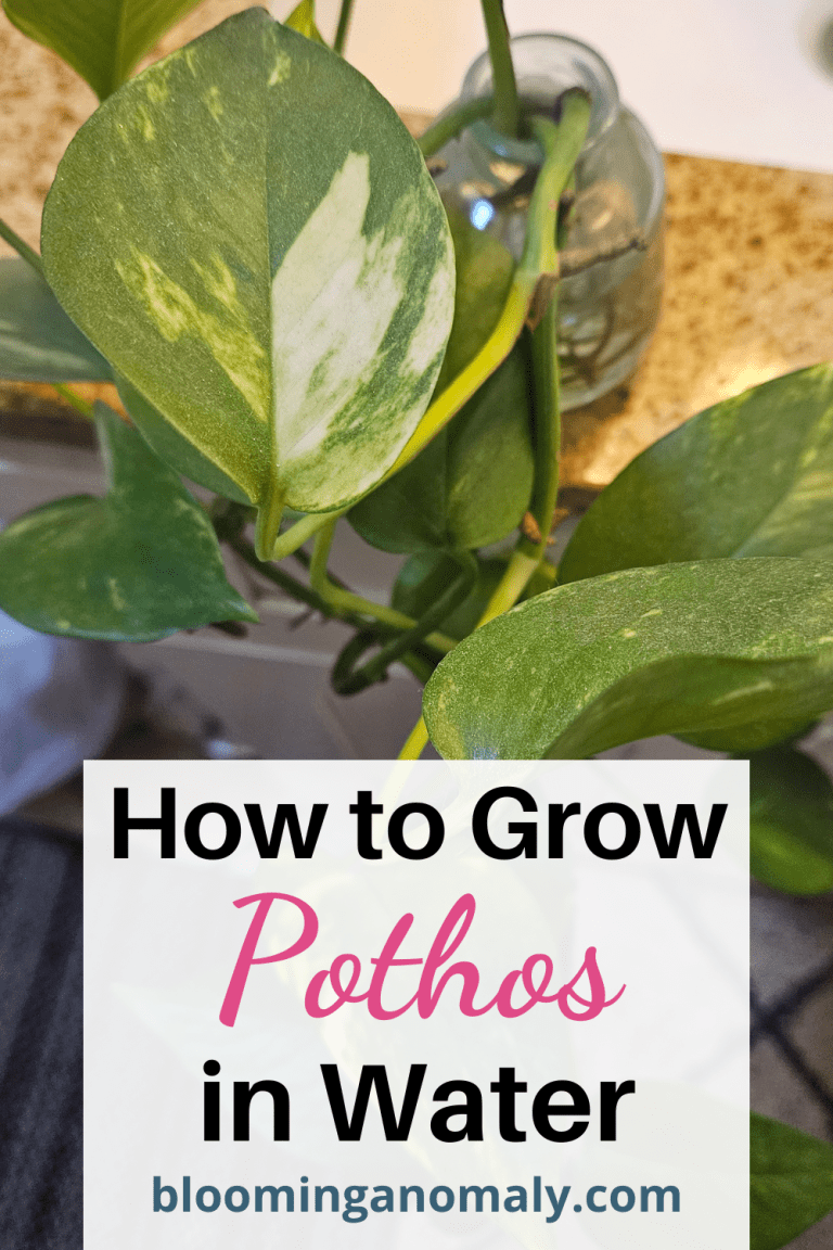 How to Easily Grow Pothos in Water - Blooming Anomaly