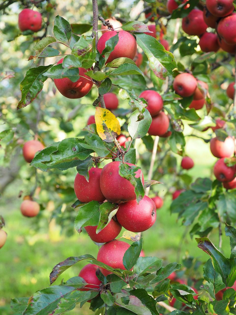 Simple Tips for Growing Apple Trees - Blooming Anomaly