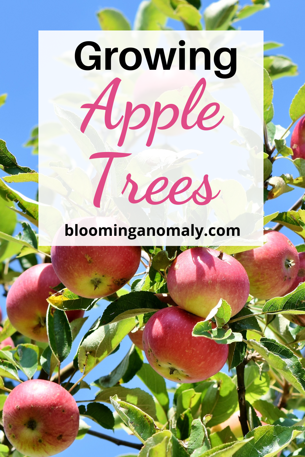 Simple Tips for Growing Apple Trees - Blooming Anomaly