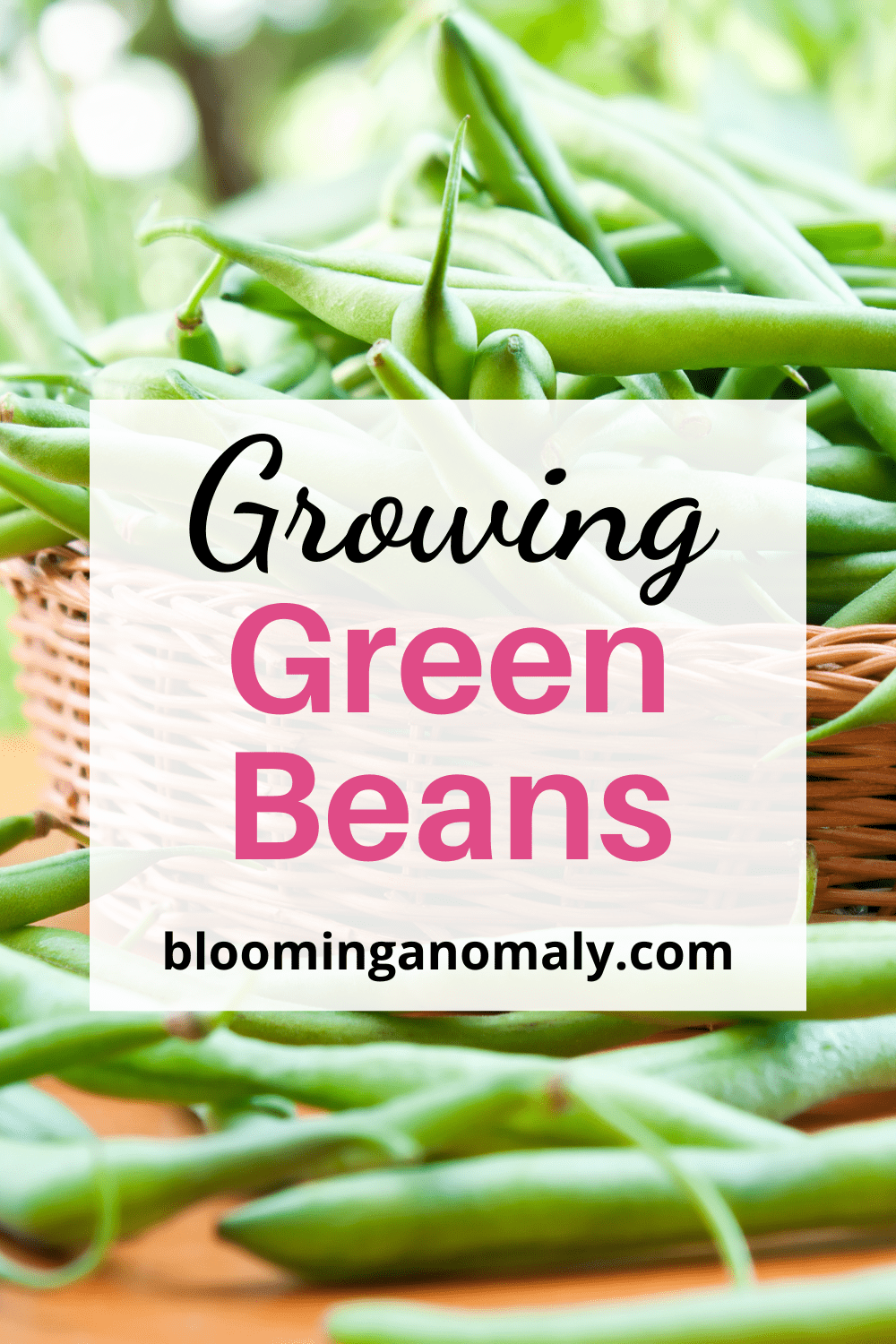 A Beginner's Guide to Growing Green Beans - Blooming Anomaly