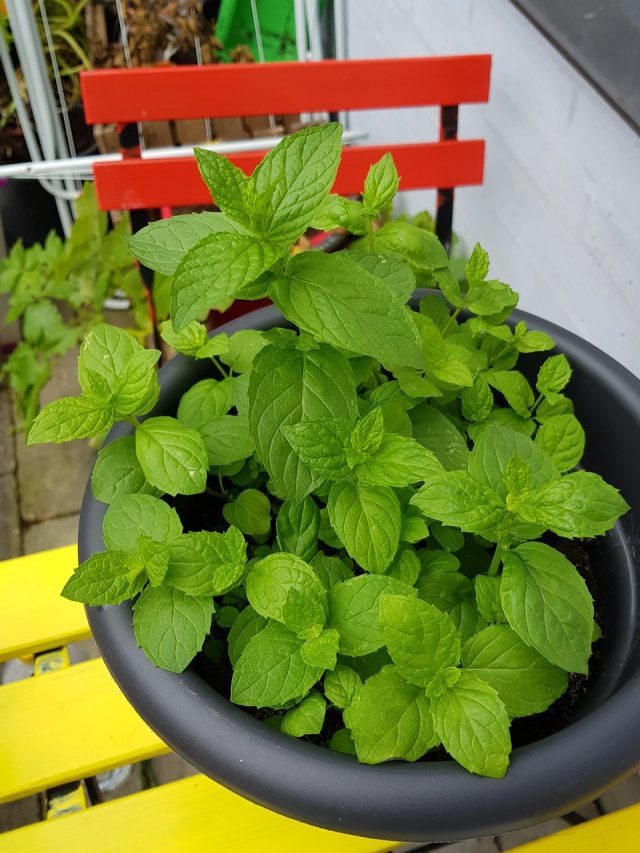 The Complete Guide to Growing Mint in Pots - Blooming Anomaly