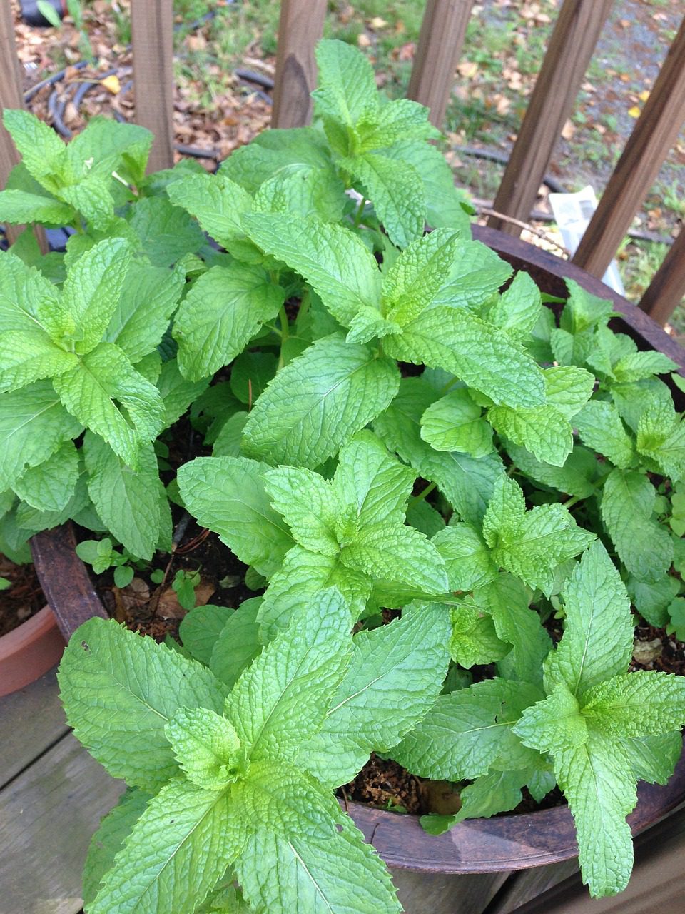 The Complete Guide to Growing Mint in Pots - Blooming Anomaly