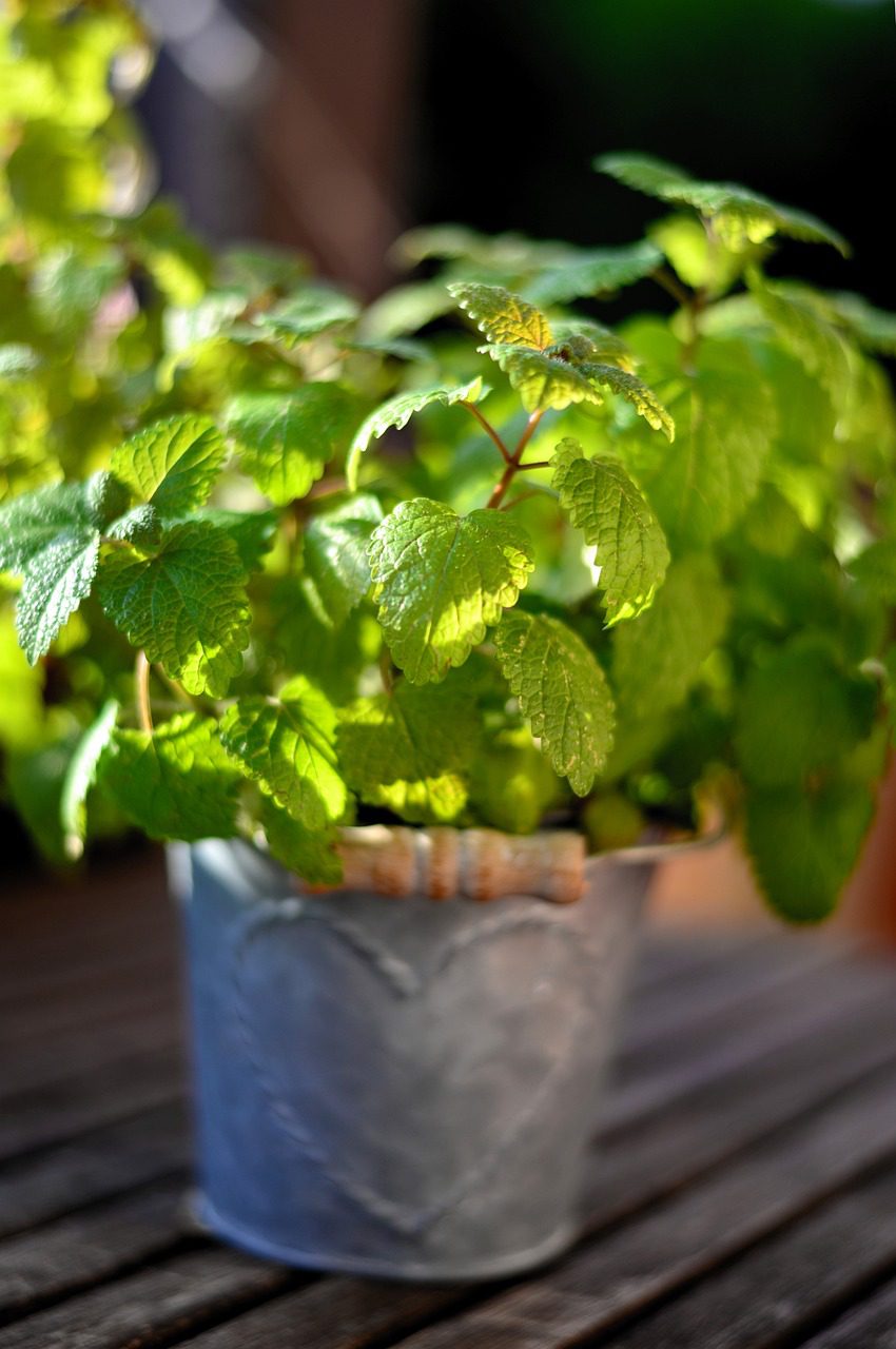 The Complete Guide to Growing Mint in Pots - Blooming Anomaly