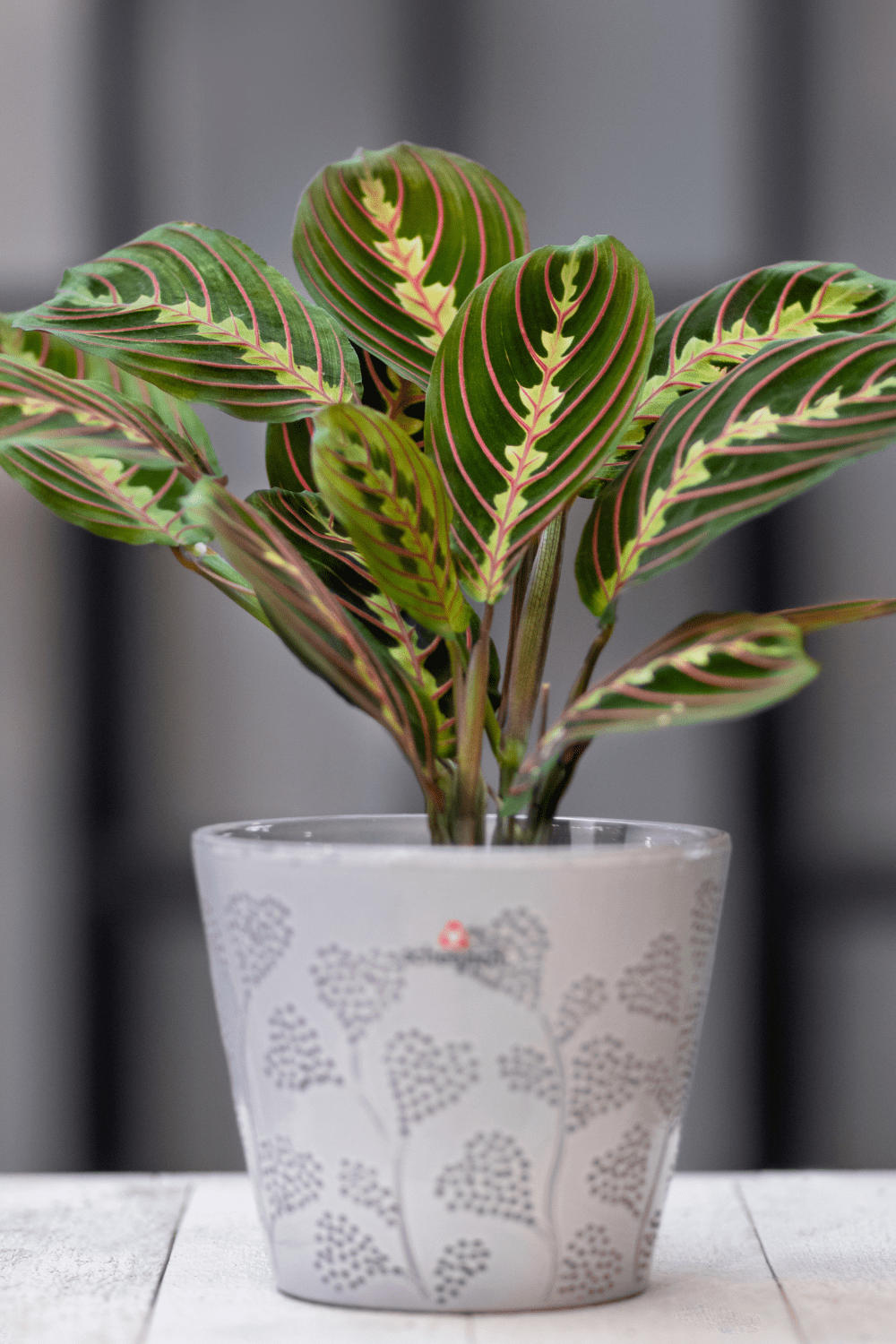 Perfect Propagating Prayer Plant Ideas - Blooming Anomaly