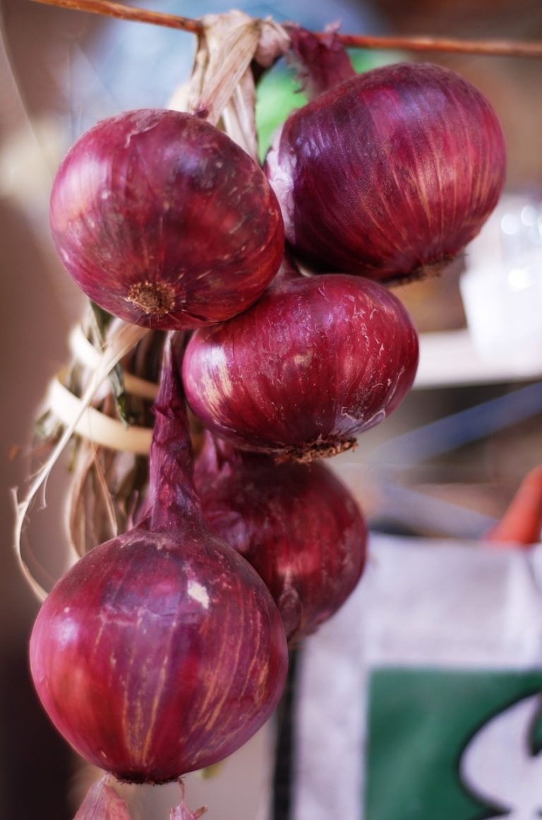 Growing Onions in Containers: A Convenient and Flavorful Choice ...