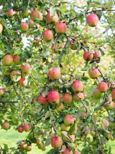 Simple Tips for Growing Apple Trees - Blooming Anomaly