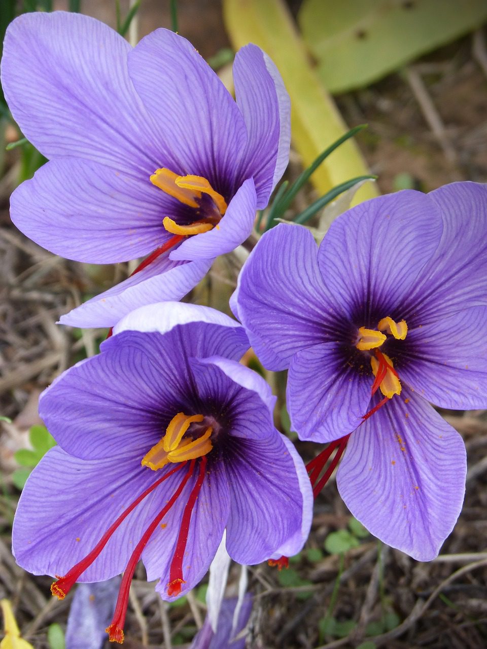 Growing Saffron Secrets - Blooming Anomaly