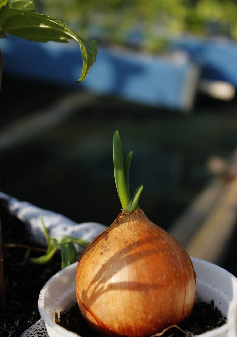 Growing Onions in Containers: A Convenient and Flavorful Choice ...