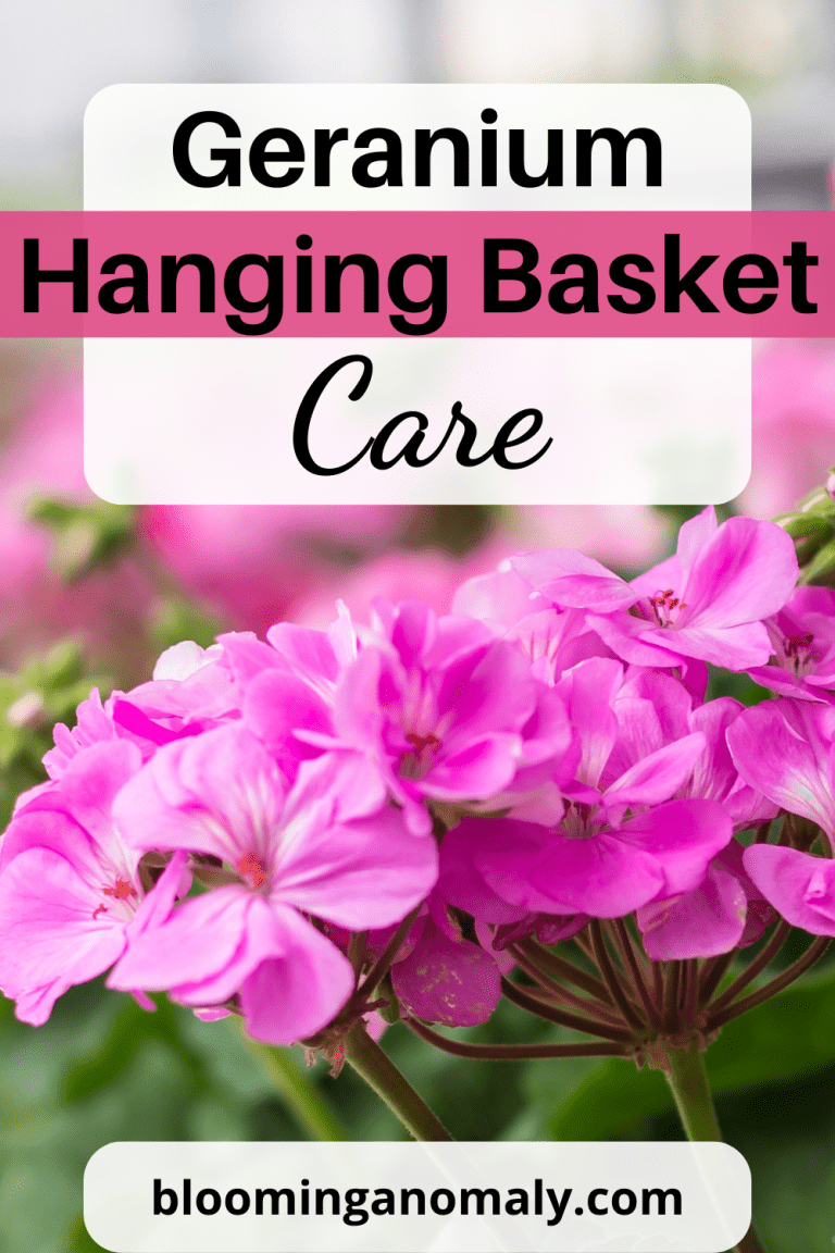 Geranium Hanging Basket Care for Beginners - Blooming Anomaly