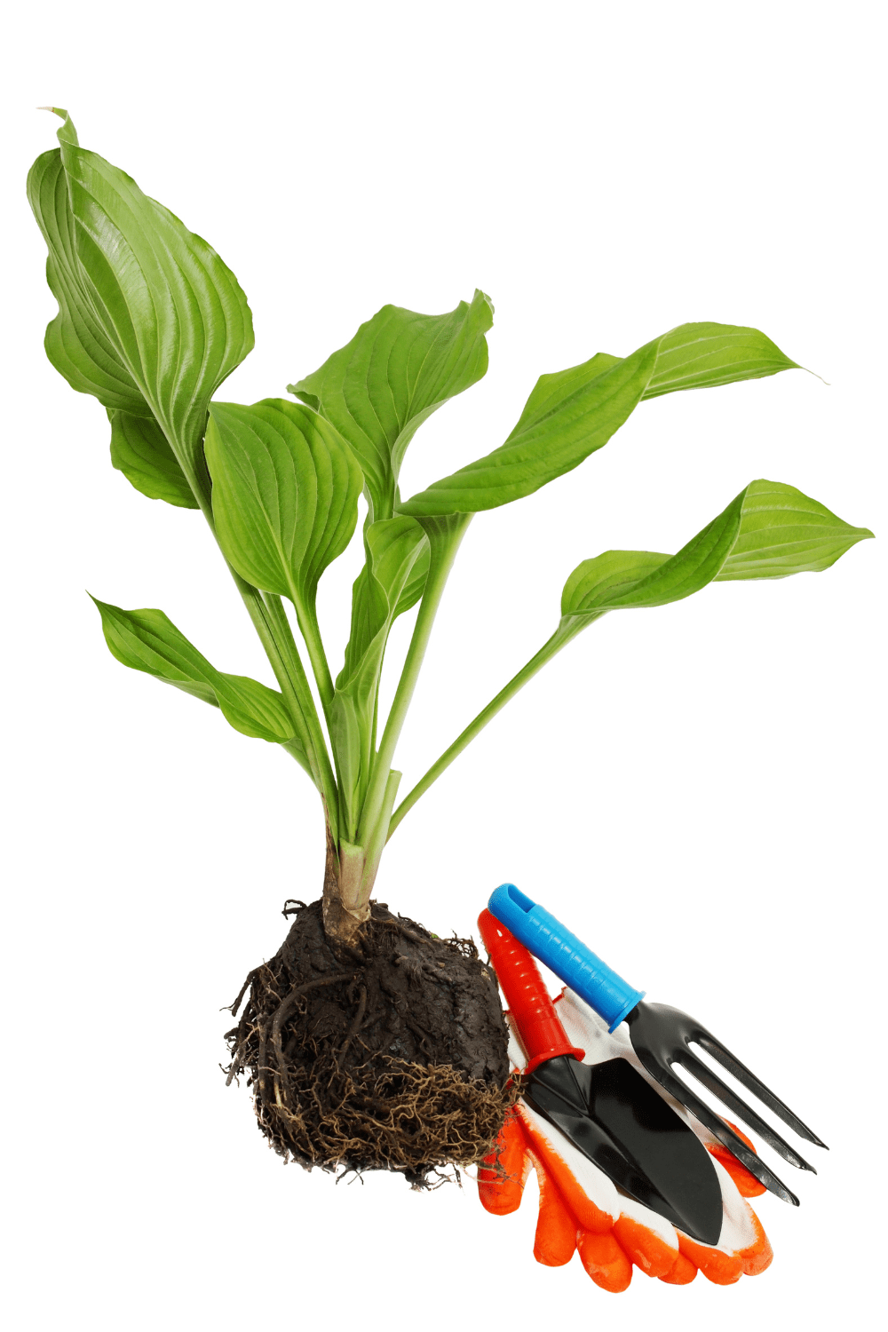 Easy How to Plant Hosta Roots Care Tips - Blooming Anomaly