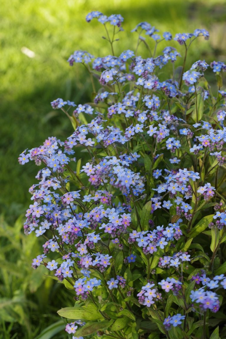 The Ultimate Guide on How to Plant Forget Me Not Seeds - Blooming Anomaly