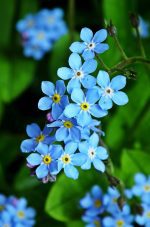 The Ultimate Guide on How to Plant Forget Me Not Seeds - Blooming Anomaly