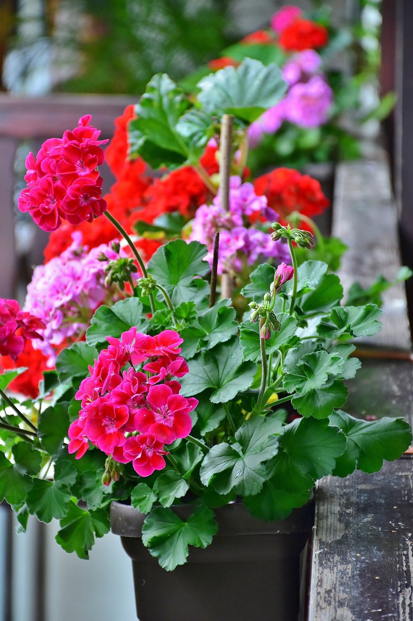 Geranium Hanging Basket Care for Beginners - Blooming Anomaly