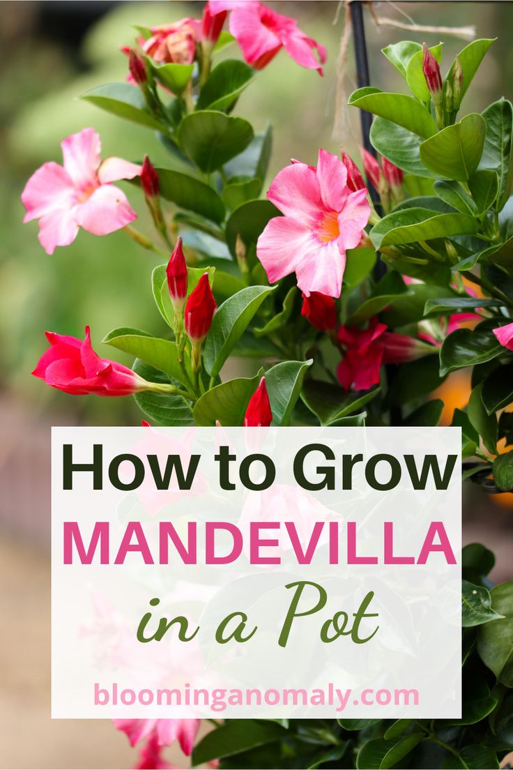 How to Grow Mandevilla in a Pot Secrets - Blooming Anomaly