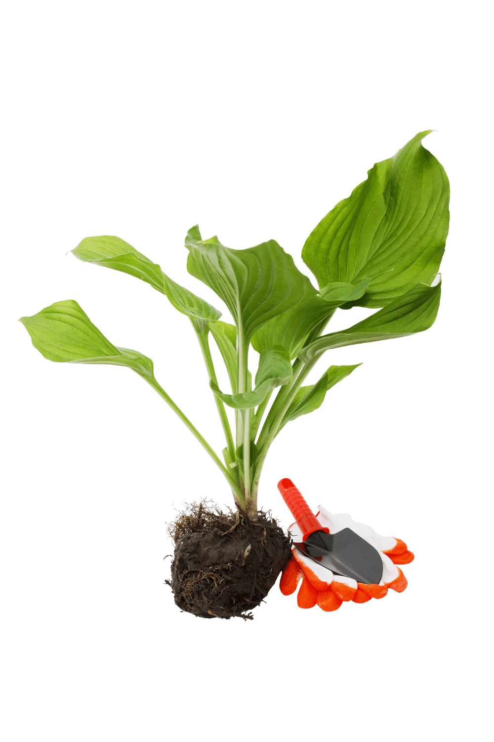 Easy How to Plant Hosta Roots Care Tips - Blooming Anomaly