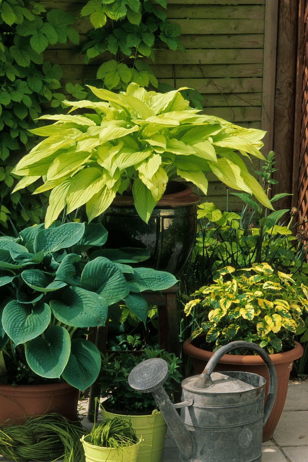 Easy How to Plant Hosta Roots Care Tips - Blooming Anomaly