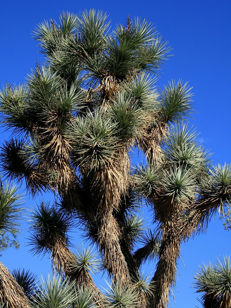 Largest Succulent Plants to Grow in the Garden - Blooming Anomaly