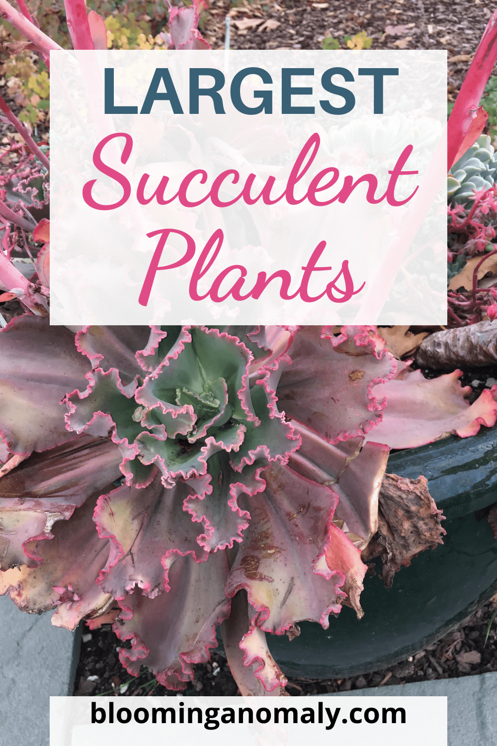 Largest Succulent Plants to Grow in the Garden - Blooming Anomaly